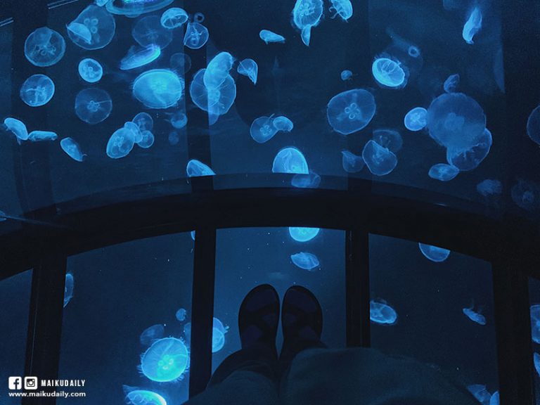 東京晴空塔｜墨田水族館最新水母館、超療癒氛圍必去推薦 - 米克在日本