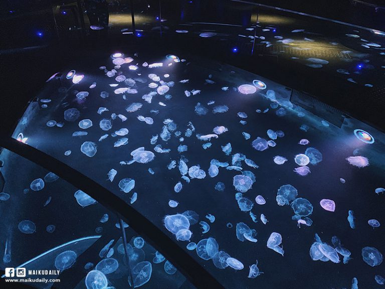 東京晴空塔｜墨田水族館最新水母館、超療癒氛圍必去推薦 - 米克在日本