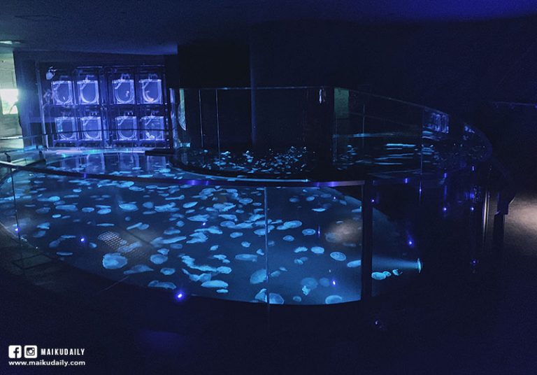 東京晴空塔｜墨田水族館最新水母館、超療癒氛圍必去推薦 - 米克在日本