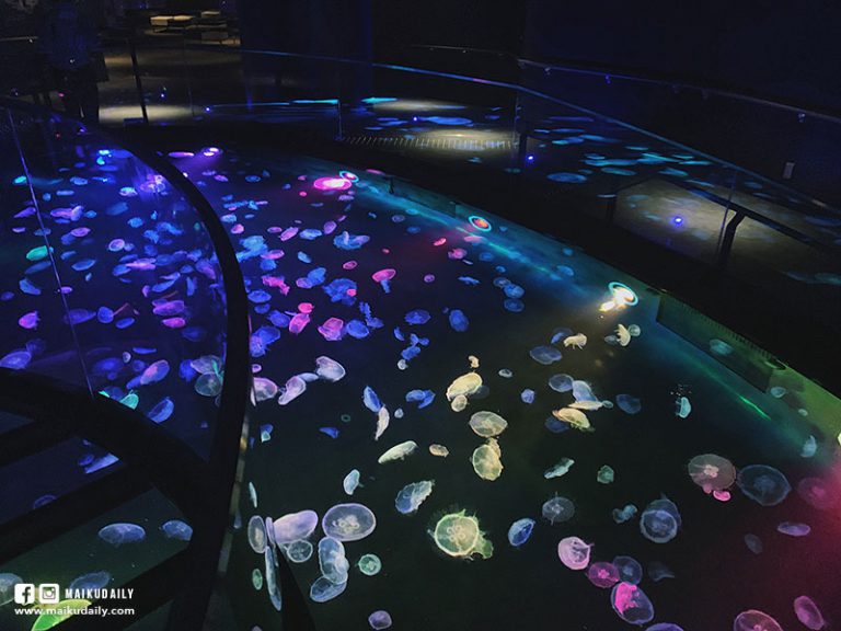 東京晴空塔｜墨田水族館最新水母館、超療癒氛圍必去推薦 - 米克在日本